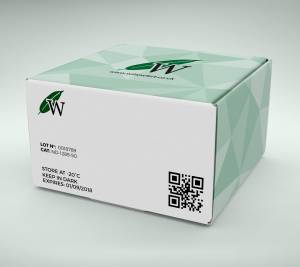 BERUS Random Hexamer Primers – Willowfort